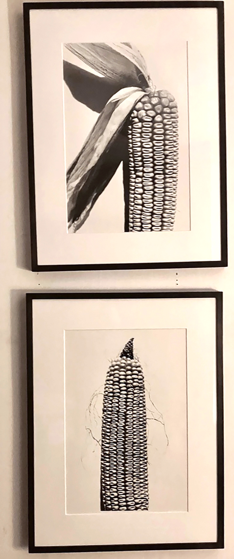 "Corn" set of three Gelatin silver prints by Christophe von Hohenberg ...